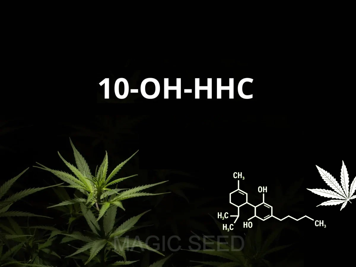 Що таке 10-OH-HHC ️ Magic Seed